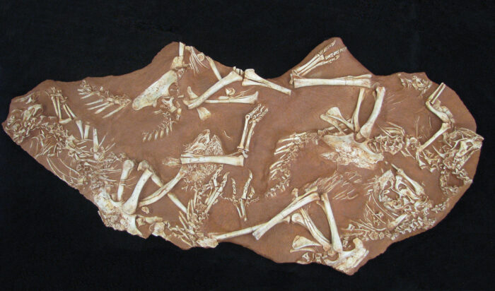 Gastonia Ankylosaur Adult Skeleton | Gaston Design, Inc.