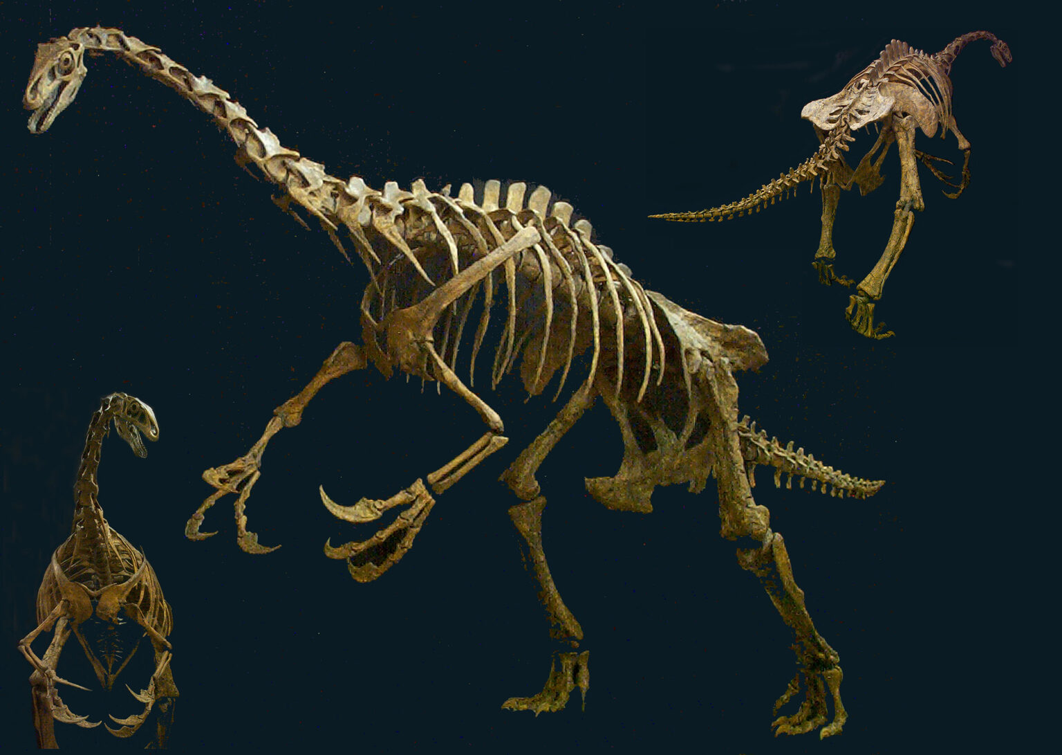 Therizinosaur Skeleton Nothronychus | Gaston Design, Inc.