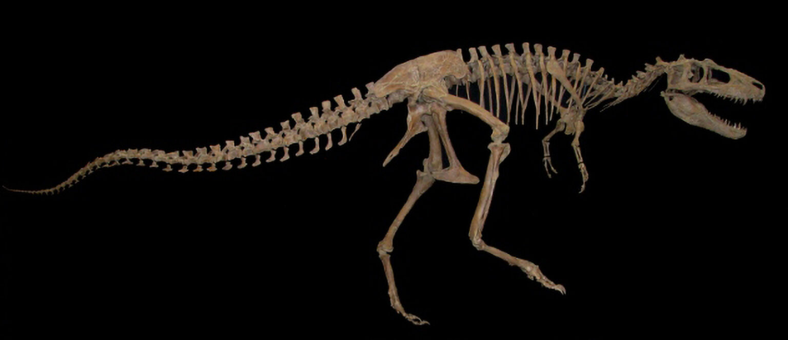 Teratophoneus Juvenile Skeleton | Gaston Design, Inc.