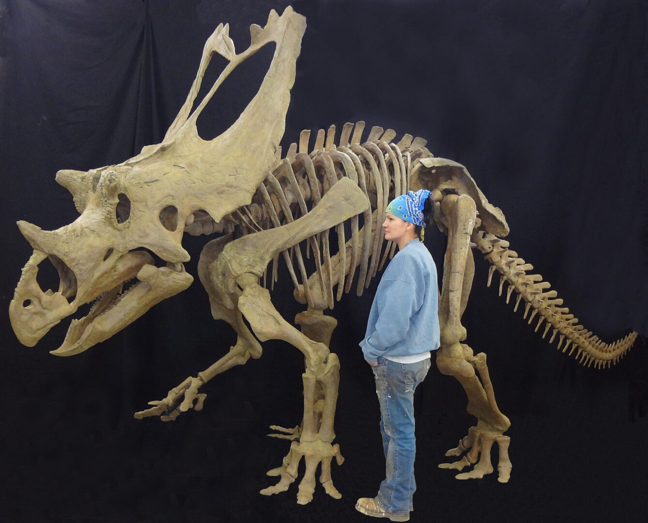 Dinosaur Skeletons | Gaston Design, Inc.