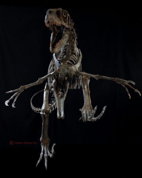 Utahraptor Skeleton | Gaston Design, Inc.