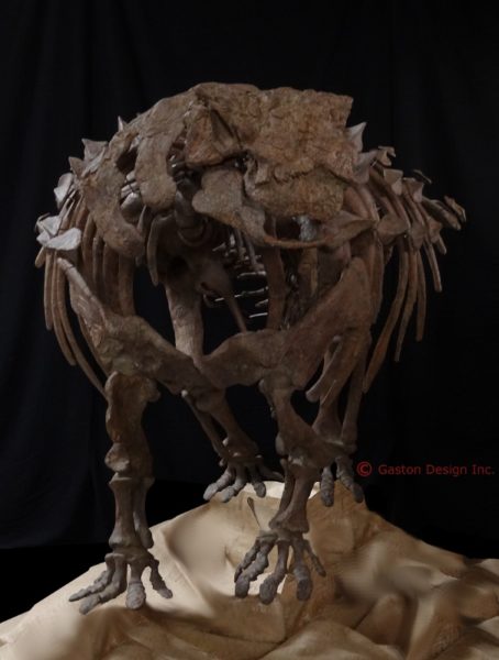 Ankylosaur Akainacephalus | Gaston Design, Inc.