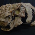 Ankylosaur Akainacephalus - Gaston Design, Inc.