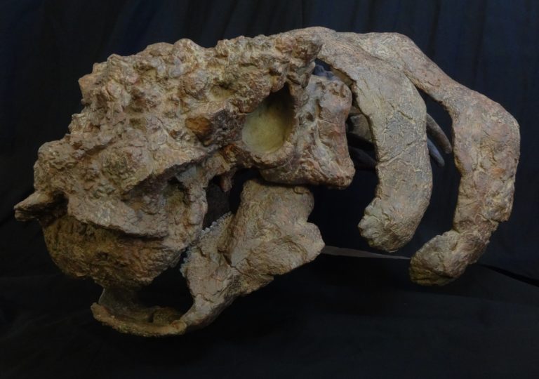 Akainacephalus Skull w/ neck Armor | Gaston Design, Inc.