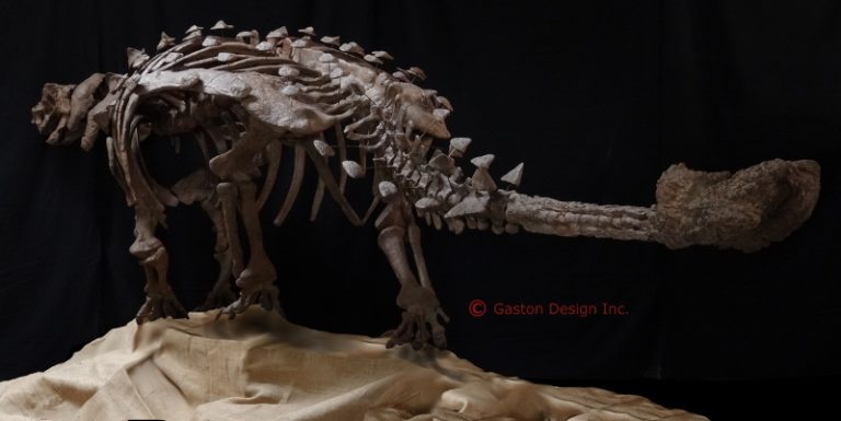 Ankylosaur Akainacephalus | Gaston Design, Inc.
