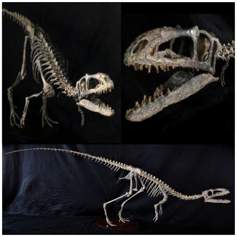 Dinosaur Skeletons | Gaston Design, Inc.