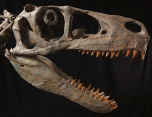 Utahraptor Skull - Gaston Design, Inc.