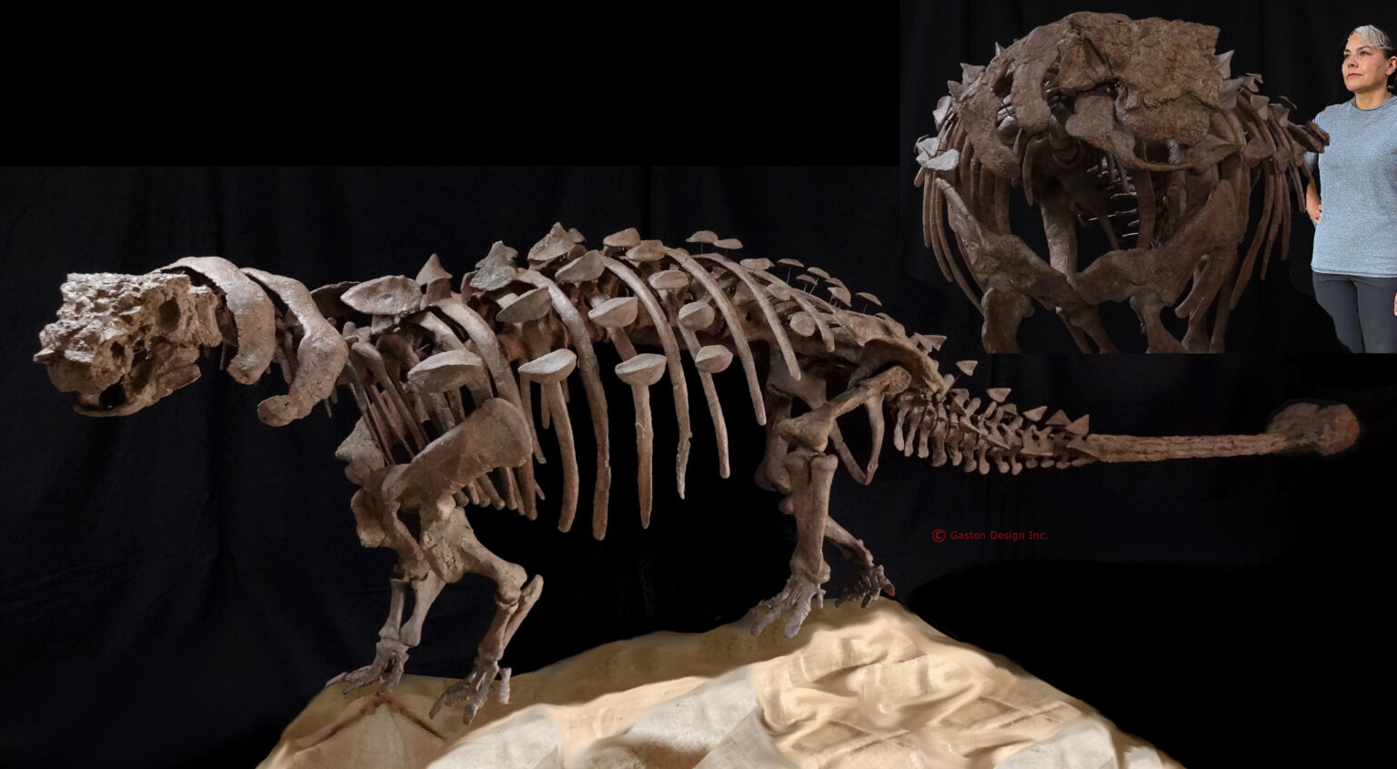 Dinosaur Skeletons Archives - Gaston Design, Inc.
