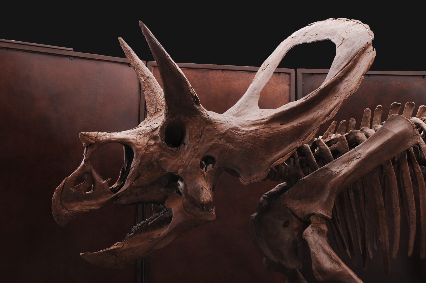 Torosaurus Skeleton | Gaston Design, Inc.