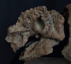 Dinosaur Skulls Archives - Gaston Design, Inc.