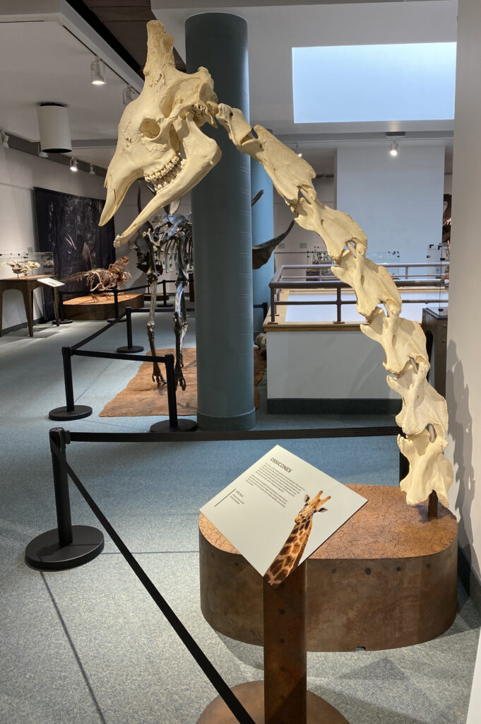 Bizarre Headgear | Gaston Design, Inc.