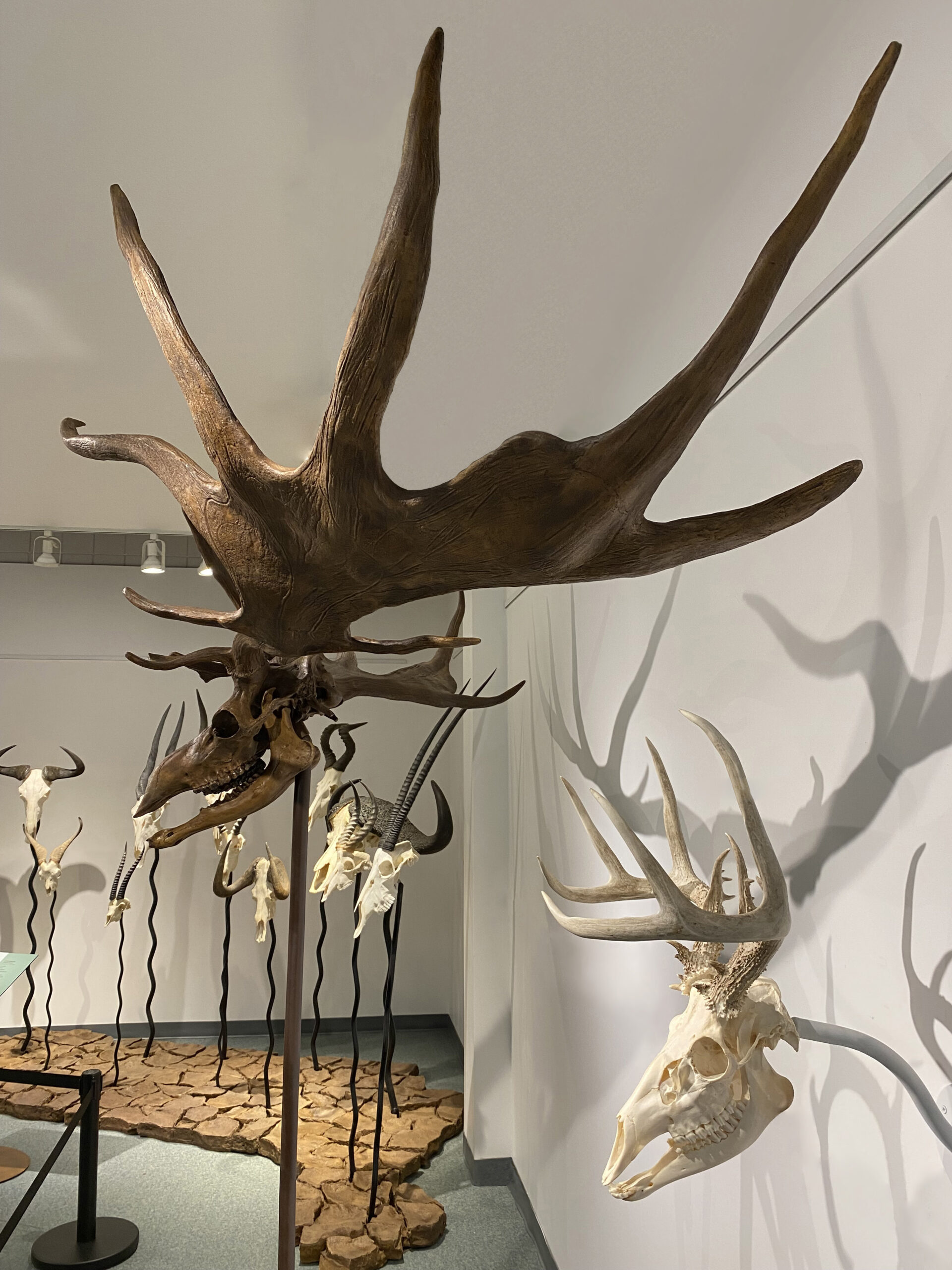 Bizarre Headgear | Gaston Design, Inc.