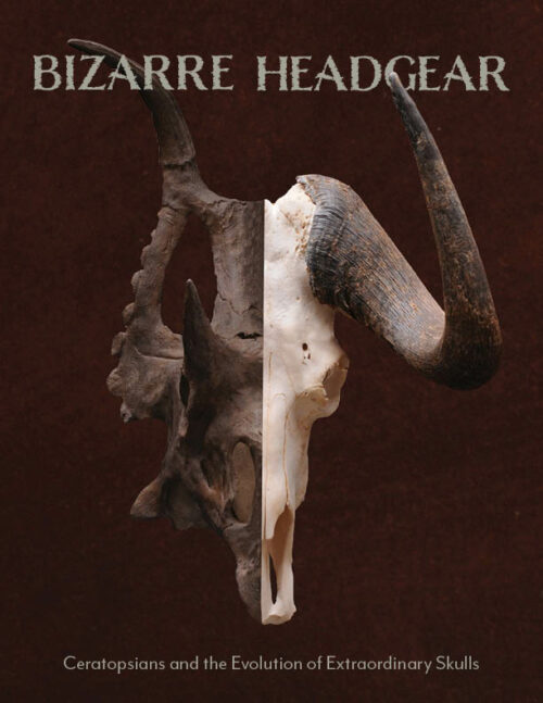 Gaston Design, Inc. | Fine Fossil Replicas & Traveling Exhibitions