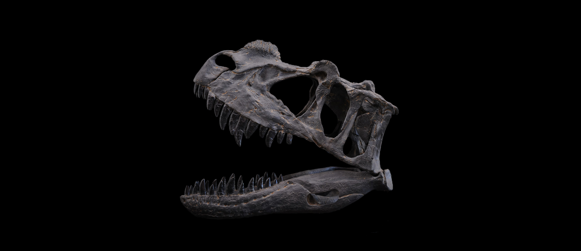 Gaston Design, Inc. | Fine Fossil Replicas & Traveling Exhibitions