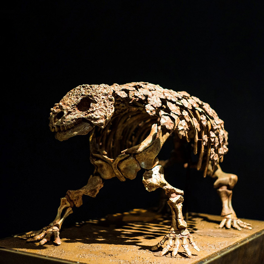 Animal Armor | Gaston Design, Inc.