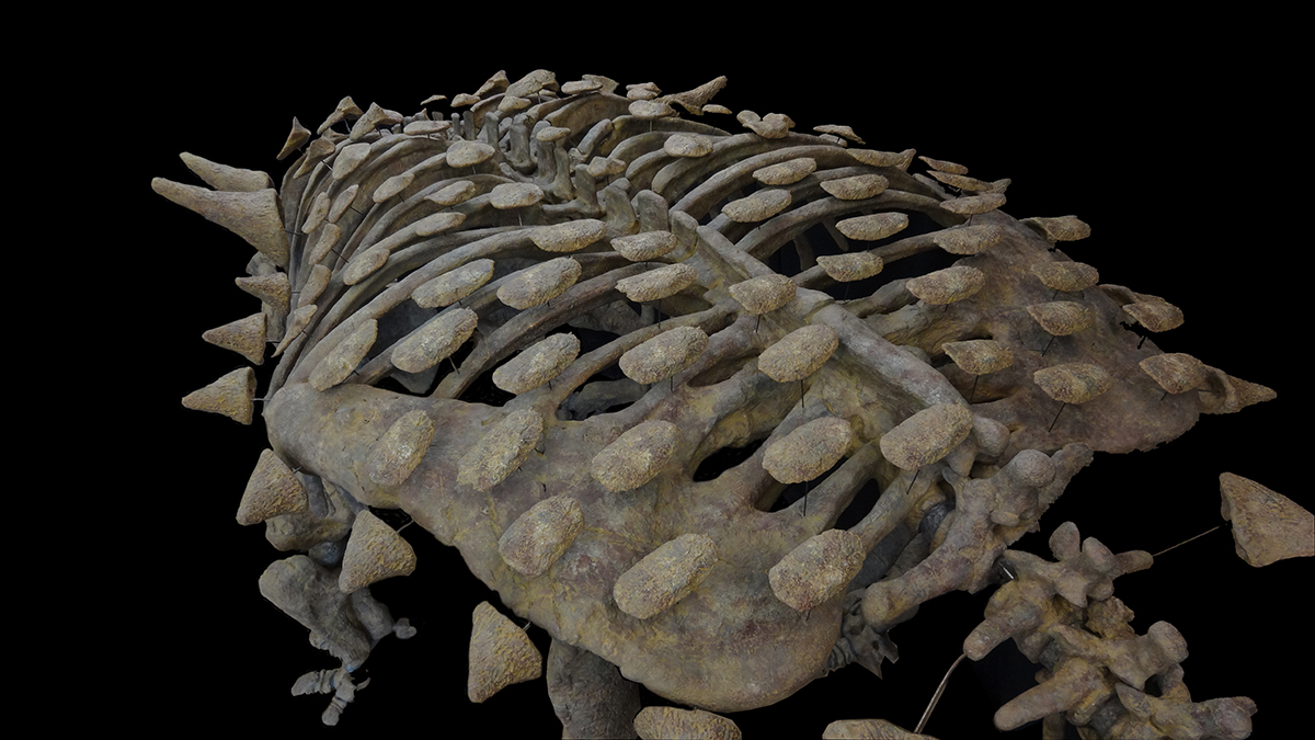 Animal Armor | Gaston Design, Inc.