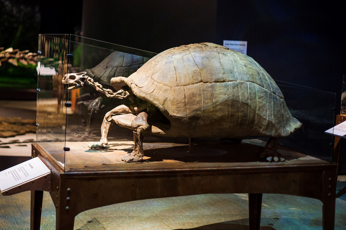 Animal Armor | Gaston Design, Inc.