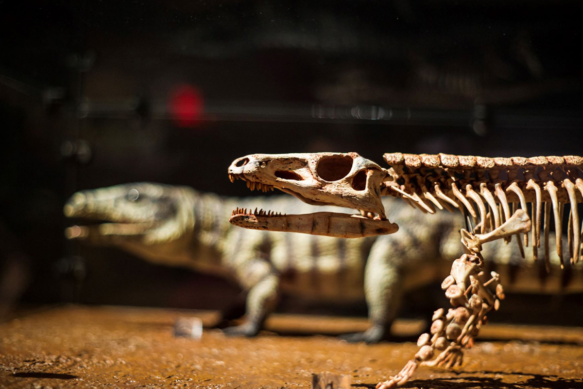 Animal Armor | Gaston Design, Inc.