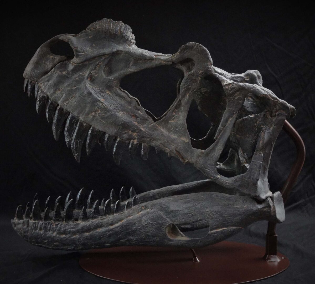 Ceratosaurus Skull | Gaston Design, Inc.