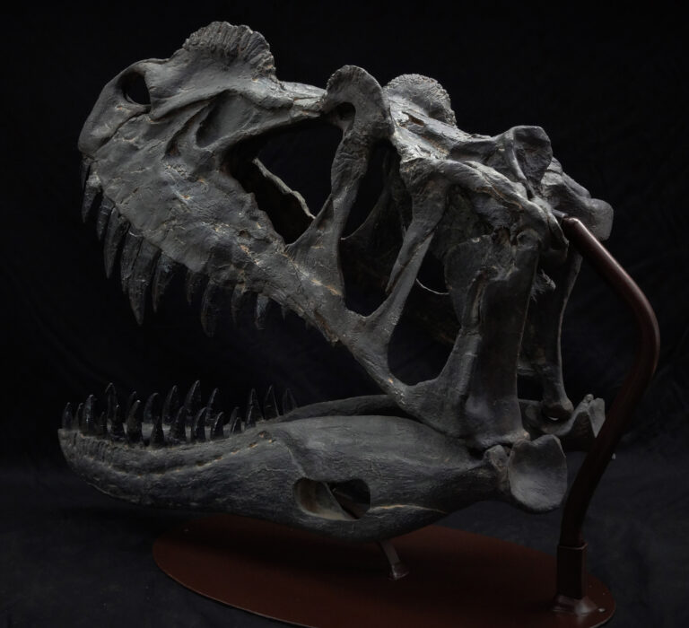 Ceratosaurus Skull | Gaston Design, Inc.