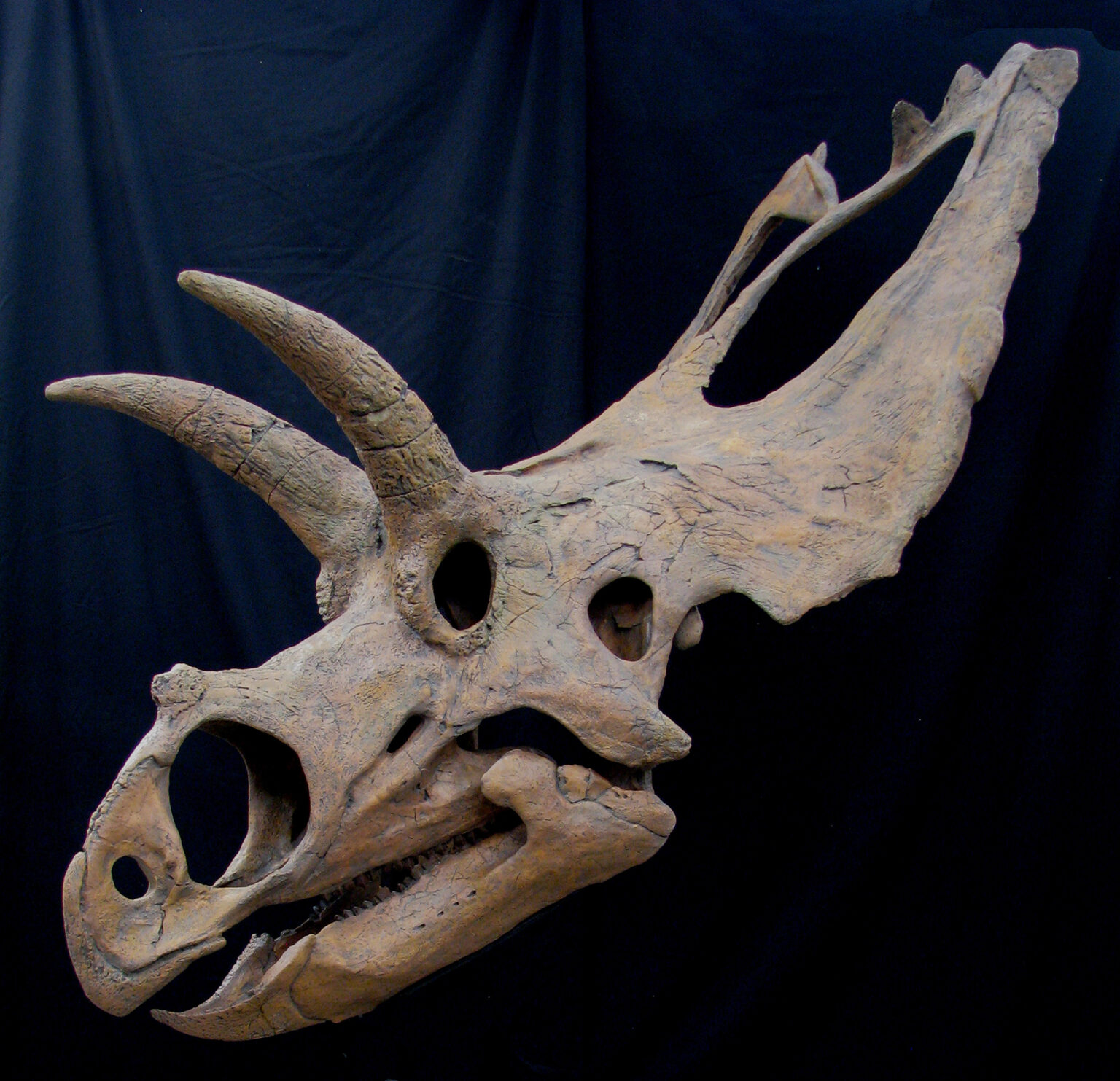 Dinosaur Skulls | Gaston Design, Inc.