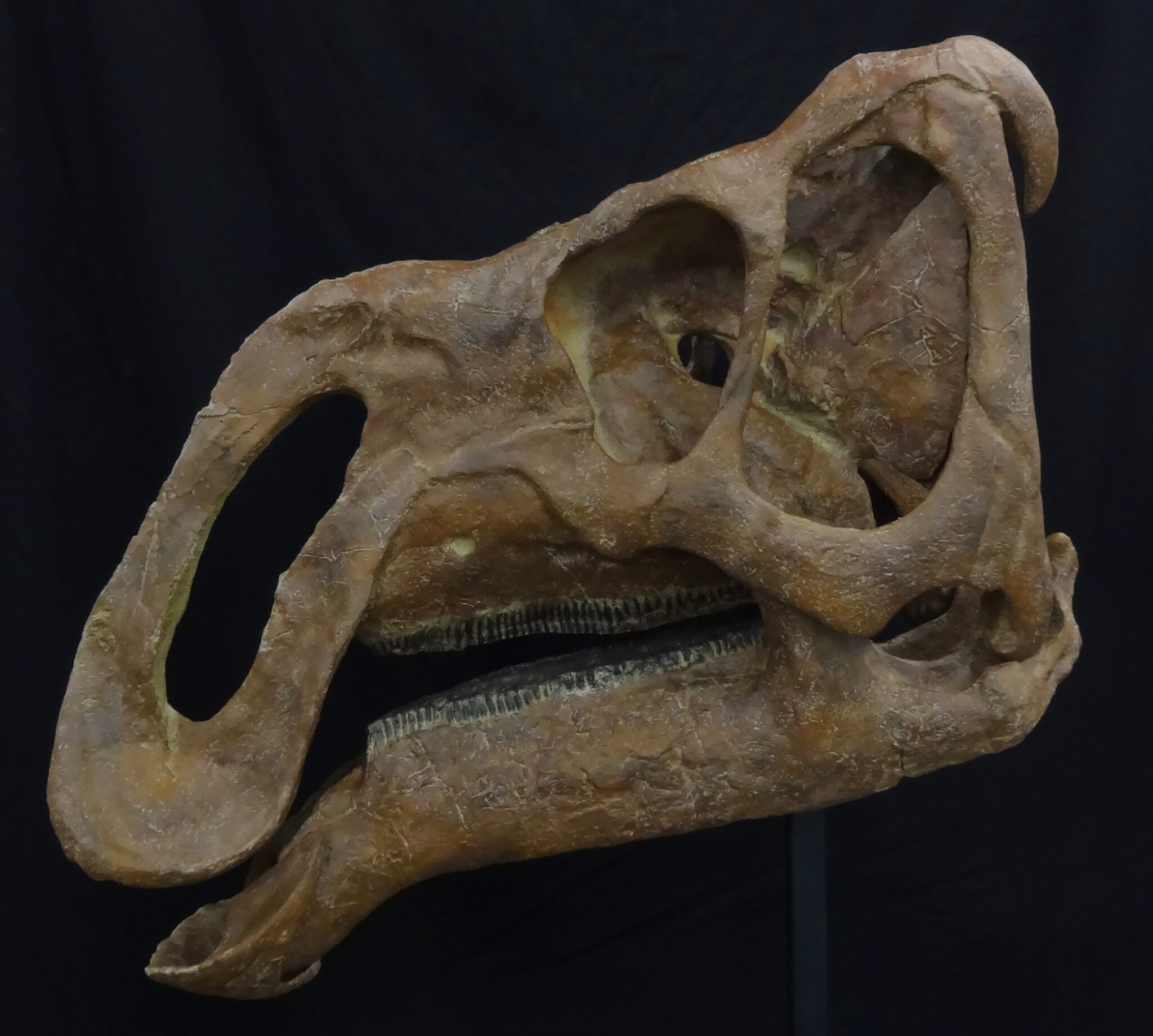 New Rhinorex Skull | Gaston Design, Inc.