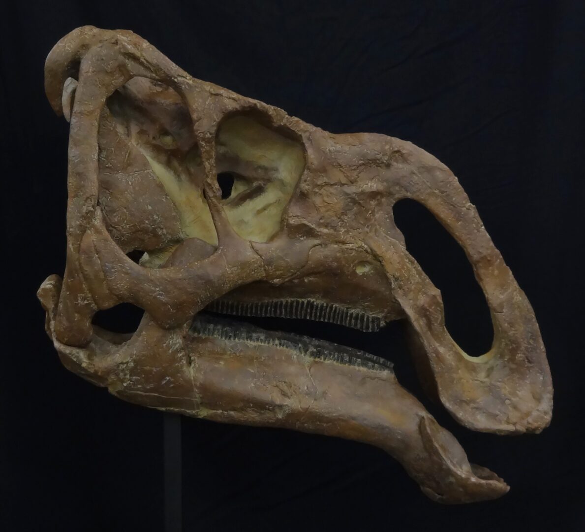 Dinosaur Skulls | Gaston Design, Inc.