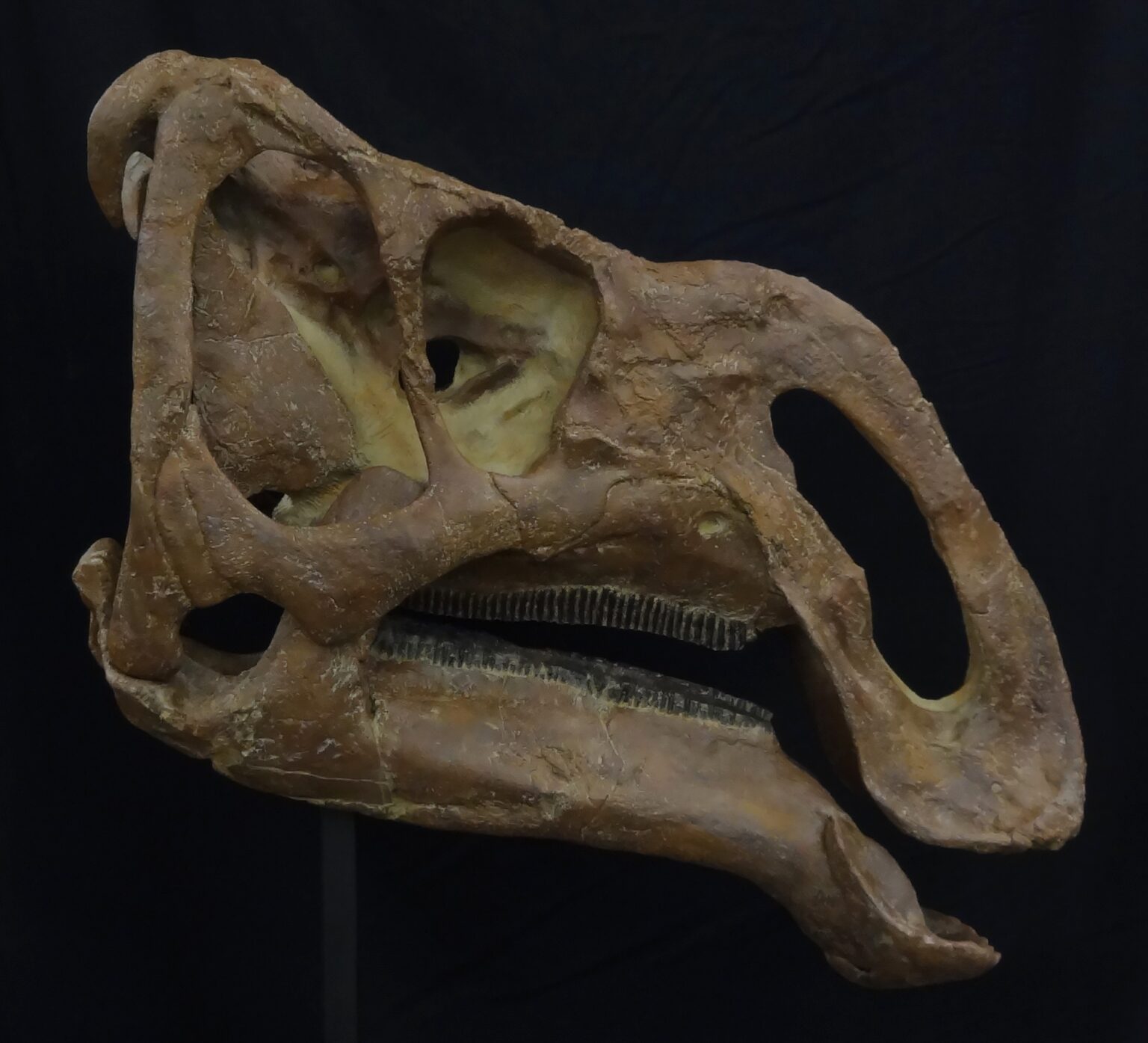 Dinosaur Skulls | Gaston Design, Inc.