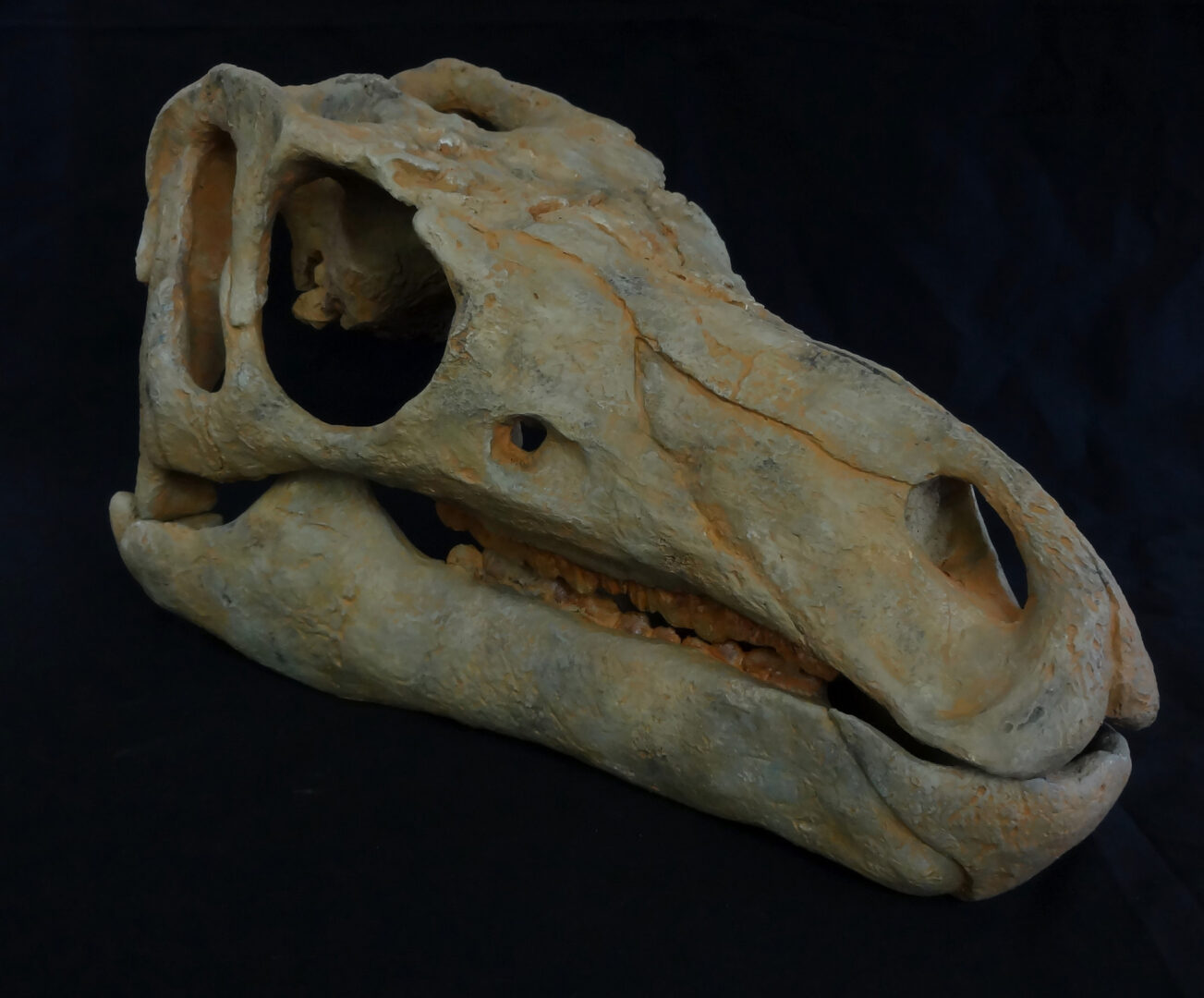 Dinosaur Skulls | Gaston Design, Inc.