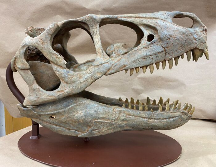 Utahraptor Skull | Gaston Design, Inc.