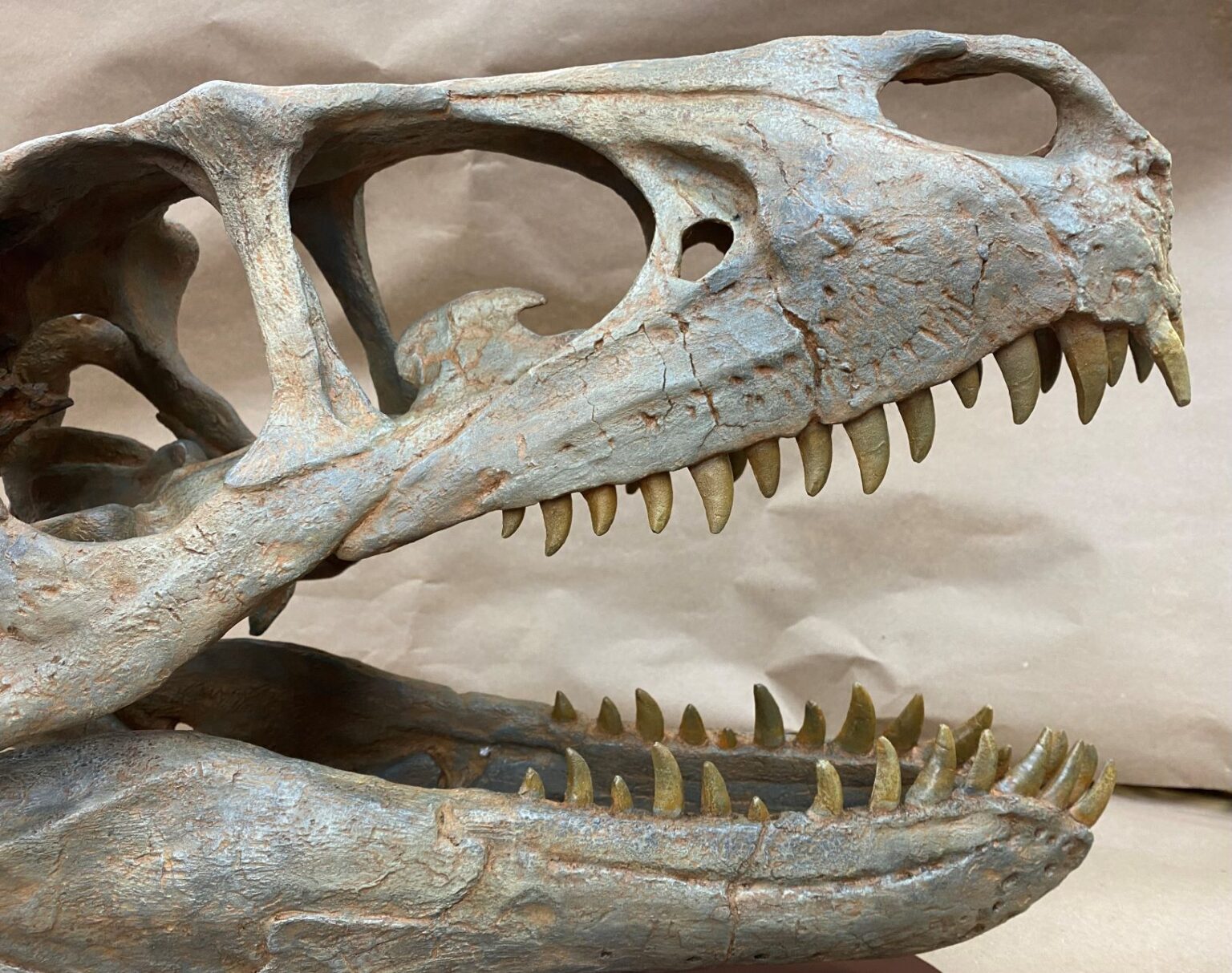 Utahraptor Skull | Gaston Design, Inc.