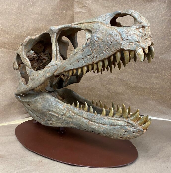 Utahraptor Skull | Gaston Design, Inc.