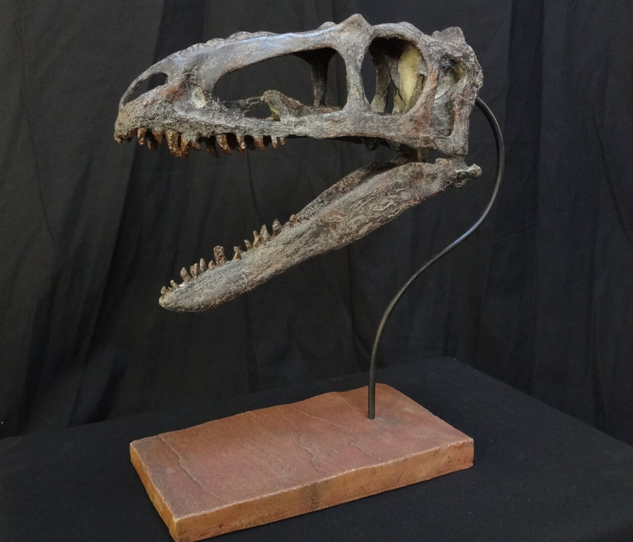 Dinosaur Skulls | Gaston Design, Inc.