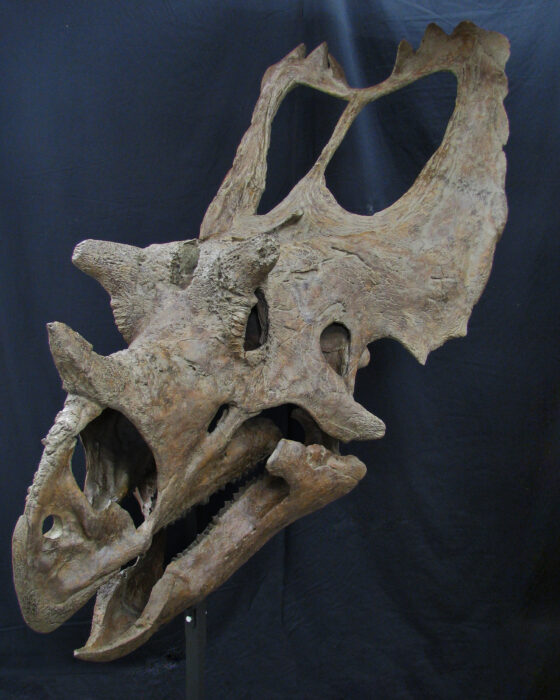 Dinosaur Skulls | Gaston Design, Inc.