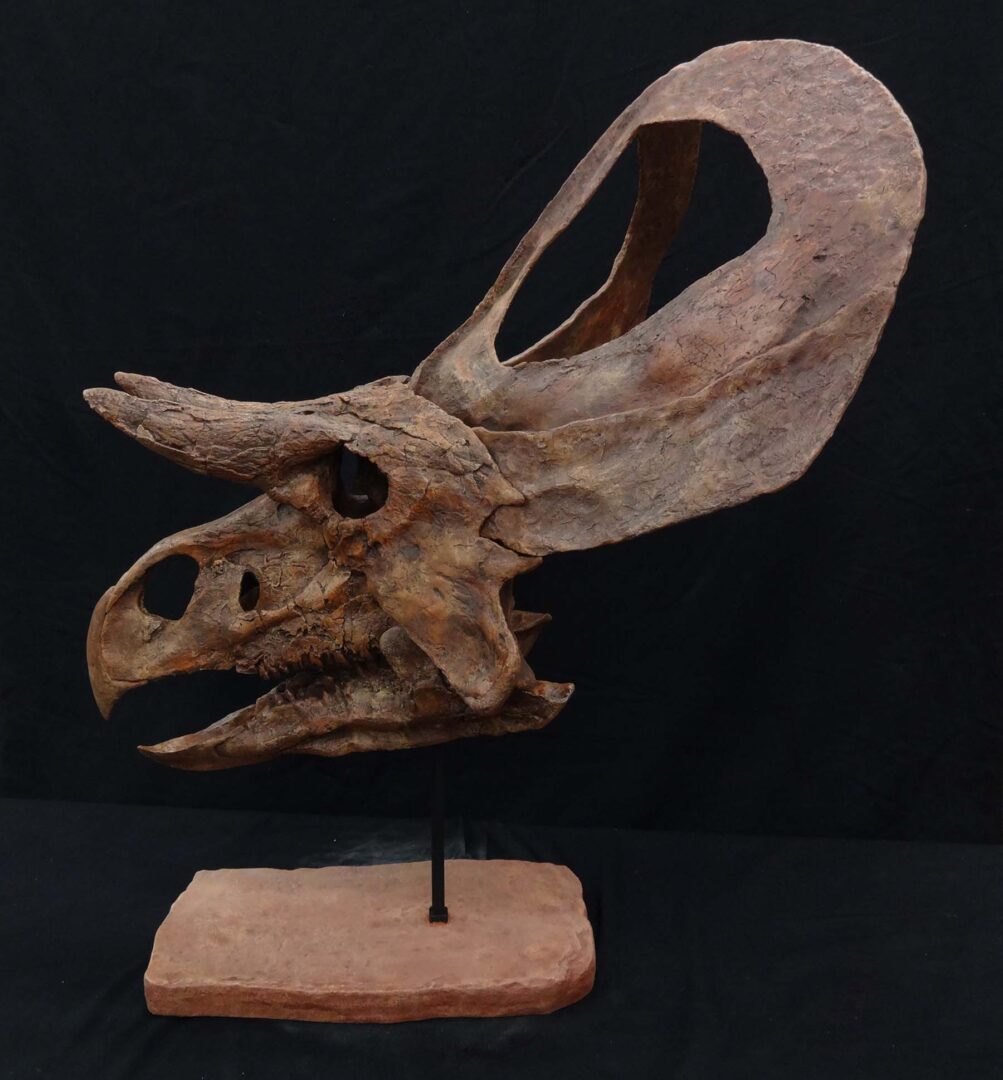 Dinosaur Skulls | Gaston Design, Inc.