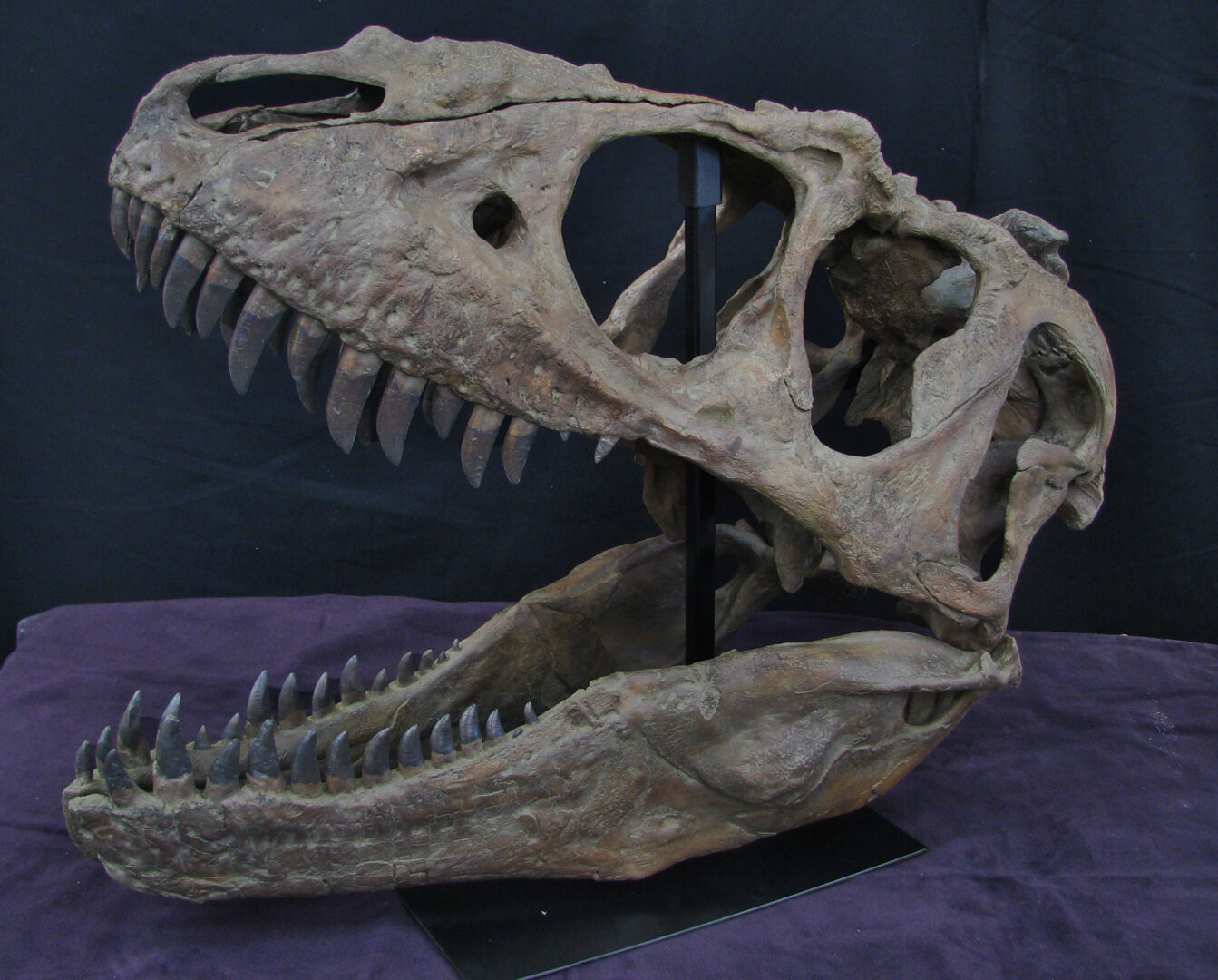 Teratophoneus Adult Skull | Gaston Design, Inc.