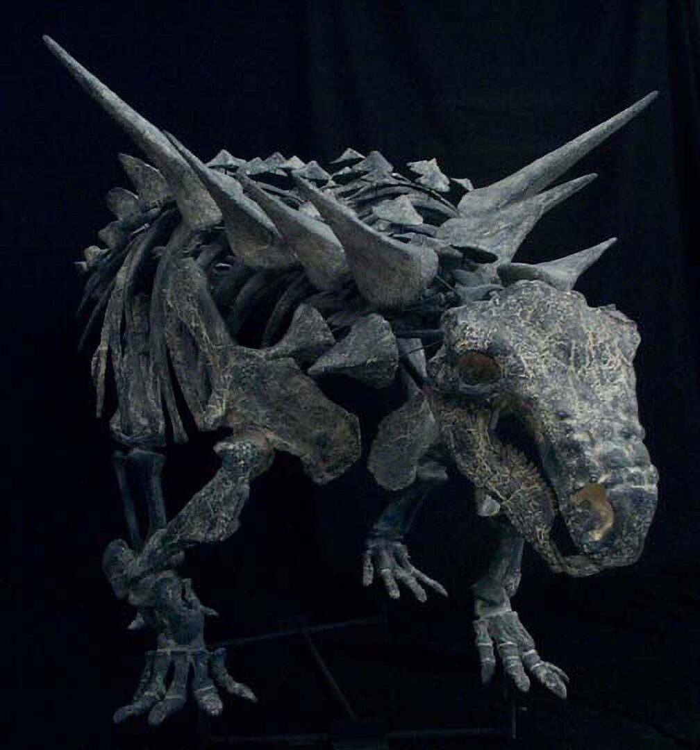 Animantarx Nodosaur Skeleton | Gaston Design, Inc.