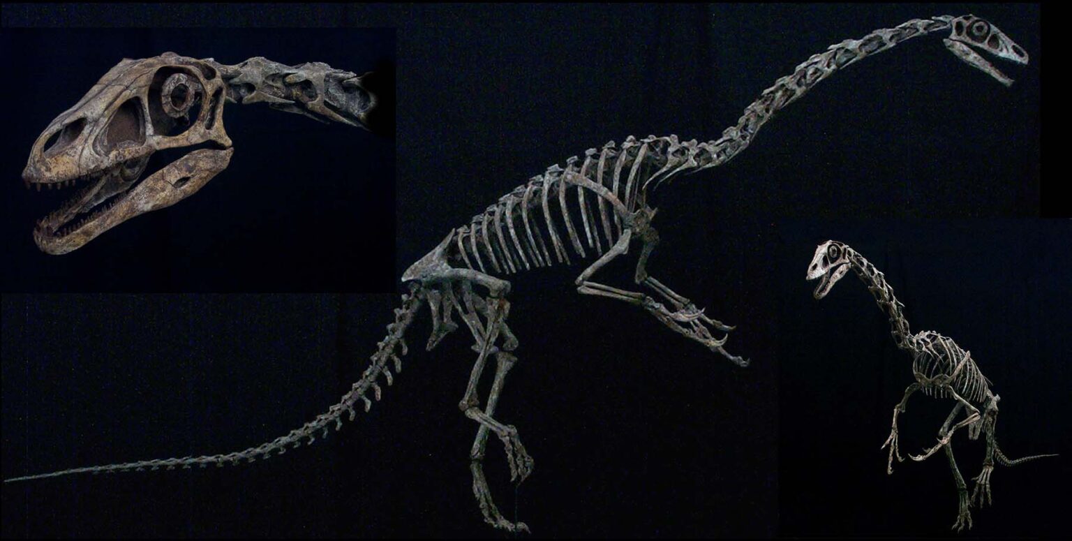 Falcarius Therizinosaur Skeleton | Gaston Design, Inc.