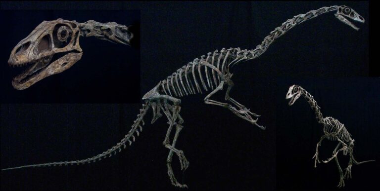 Falcarius Therizinosaur Skeleton | Gaston Design, Inc.