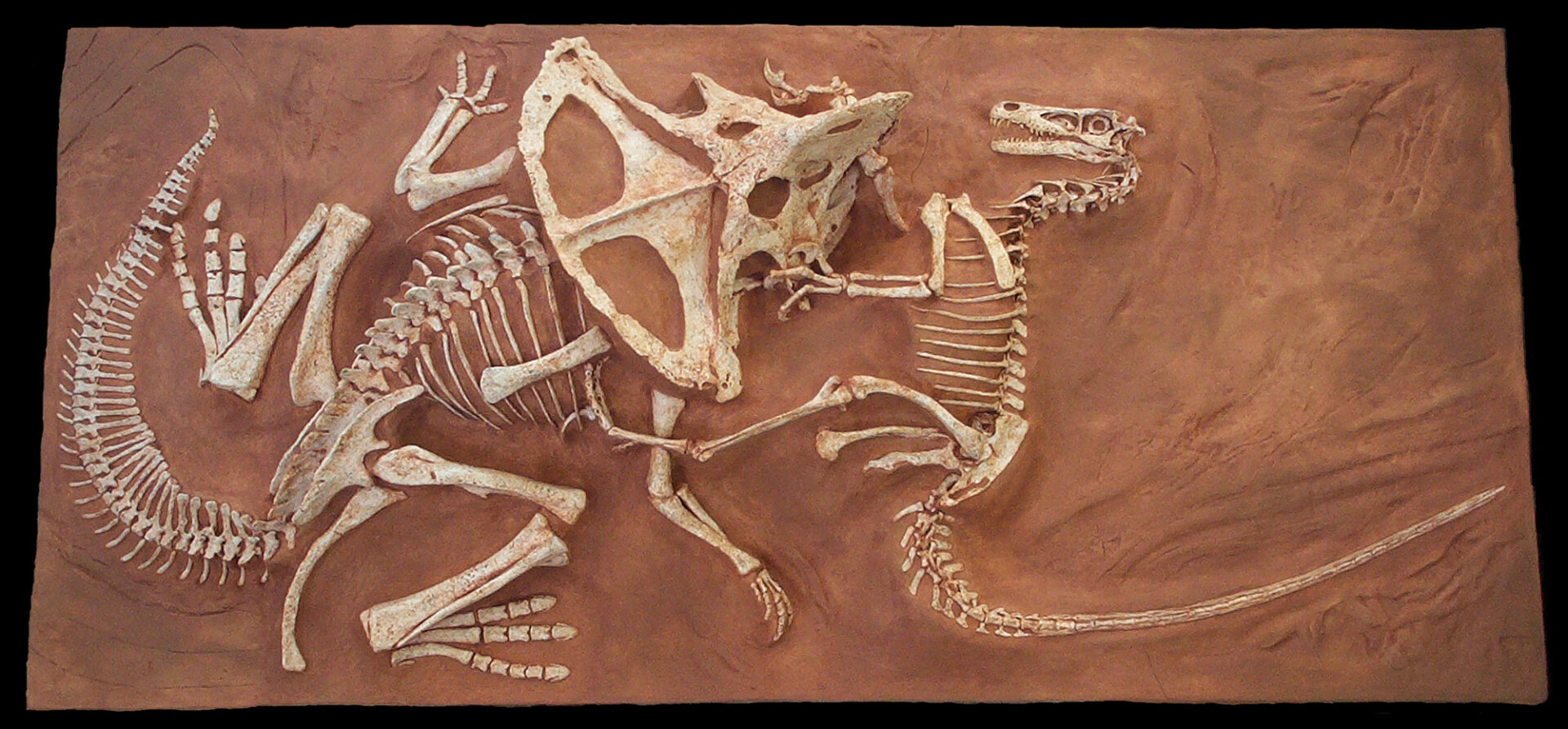 Velociraptor & Protoceratops Fighting Dinosaurs | Gaston Design, Inc.
