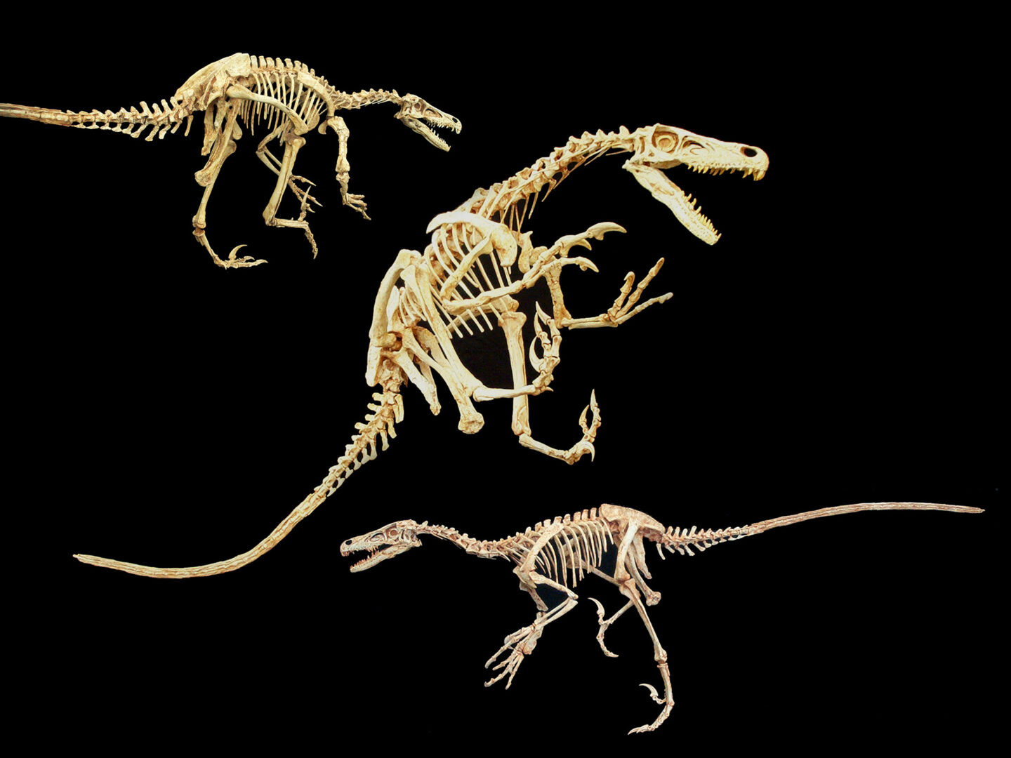 Velociraptor Skeleton | Gaston Design, Inc.