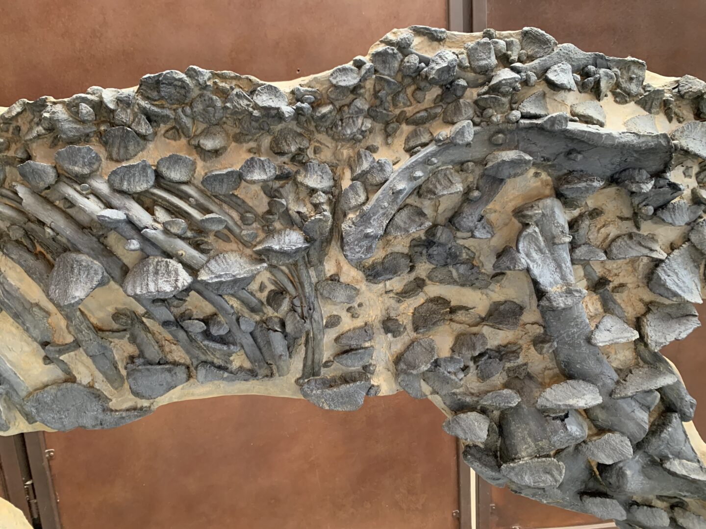 Scelidosaurus Skeleton | Gaston Design, Inc.