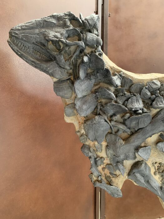 Scelidosaurus Skeleton | Gaston Design, Inc.