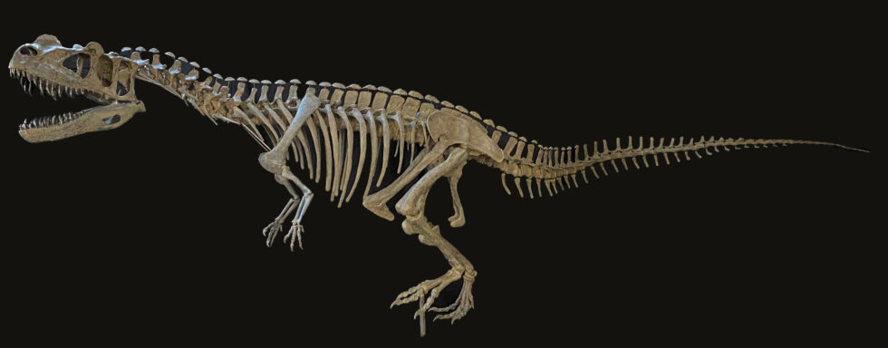 Newest Products | Gaston Design, Inc.