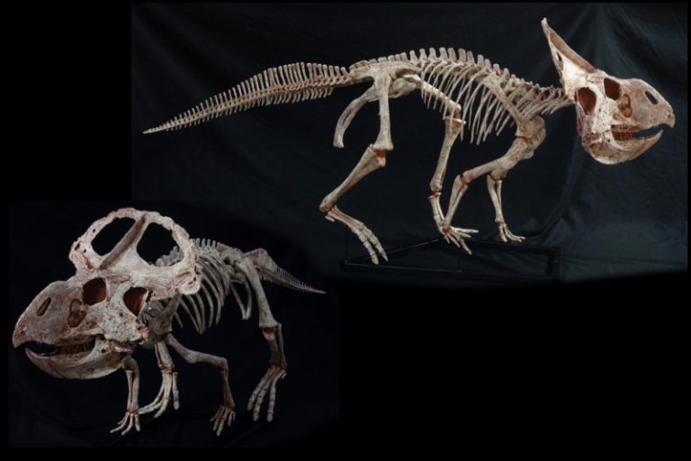 Conchoraptor Adult on Nest - Gaston Design, Inc.