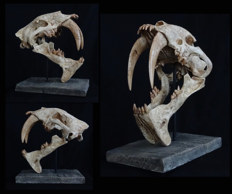 Giant Machairodus Skull - Gaston Design, Inc.