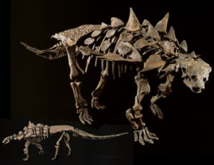 Ankylosaur Akainacephalus - Gaston Design, Inc.