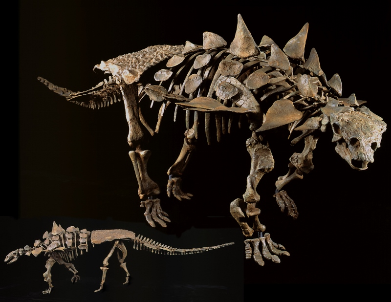 Ankylosaurus Skeleton Fossil Ankylosaurus Skeleton Fossil