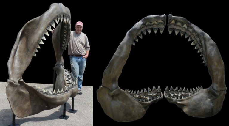 Megalodon Jaw | Gaston Design, Inc.