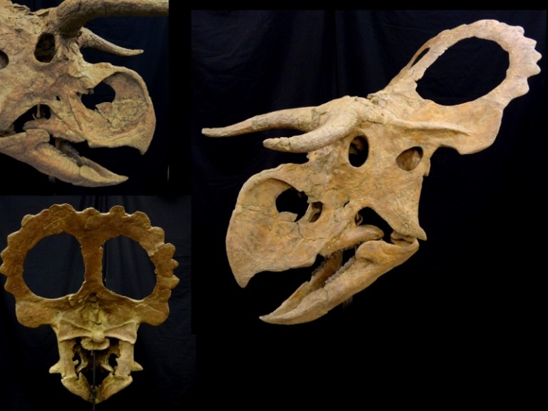 Pinacosaurus Juvenile Skull - Gaston Design, Inc.